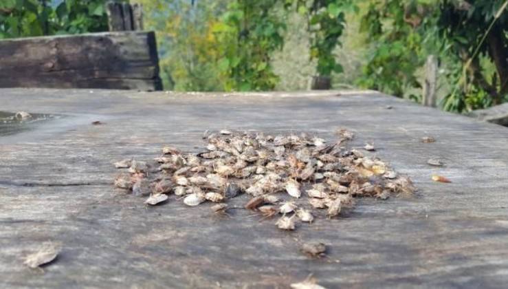 Karadeniz'de fındık bahçelerine dadanan kahverengi kokarca böceği ...
